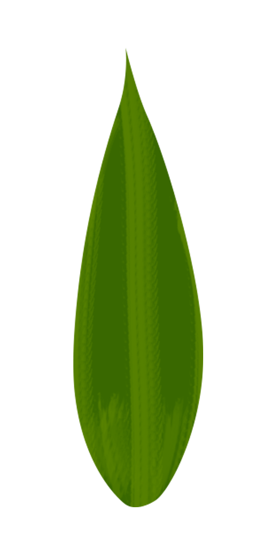 bamboo-leaf-2.png